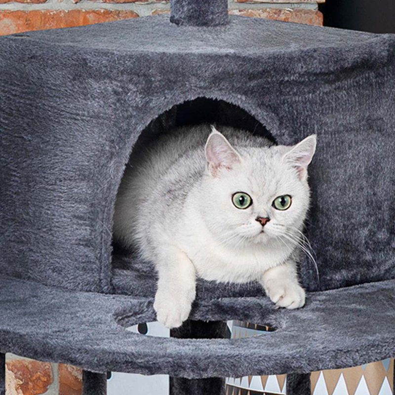 Archie & Oscar™ 49" Raul Cat Tree & Reviews | Wayfair