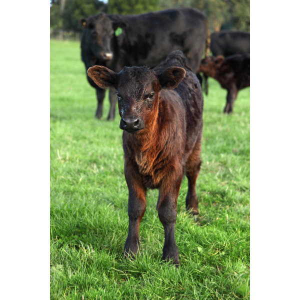 Ebern Designs Angus Calf Beef On Canvas by P-E-T-E Photograph | Wayfair