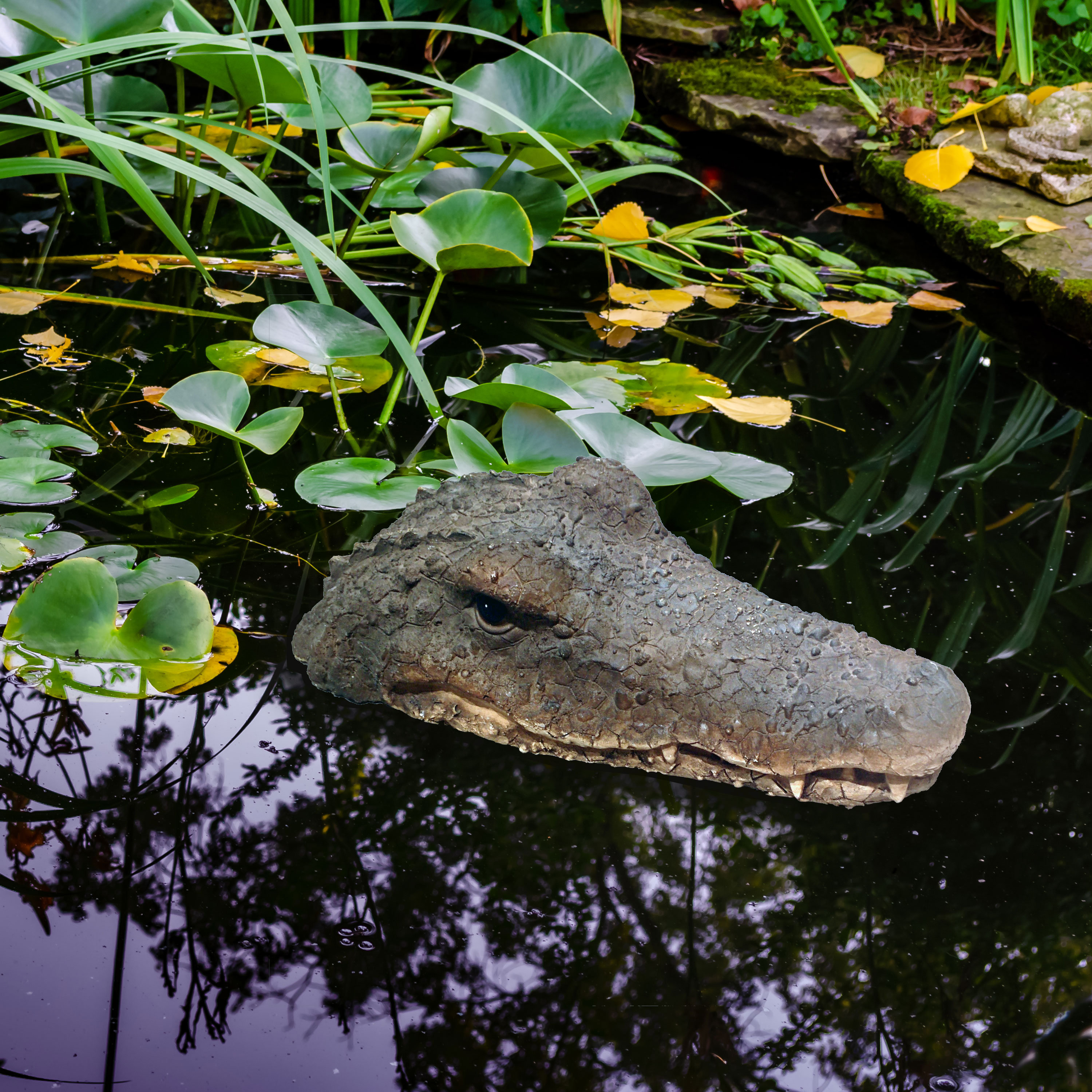 Bay Isle Home Davie Floating Crocodile Head Bust & Reviews | Wayfair