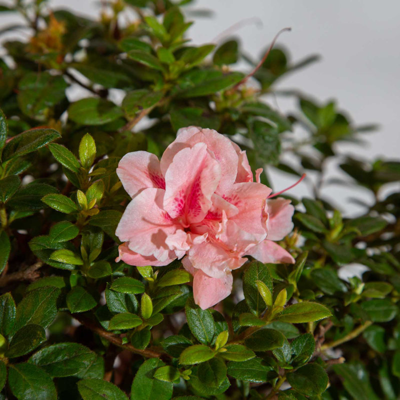 Encore Azalea 1 Gallon Autumn Belle Encore Azalea Live Low Maintenance ...