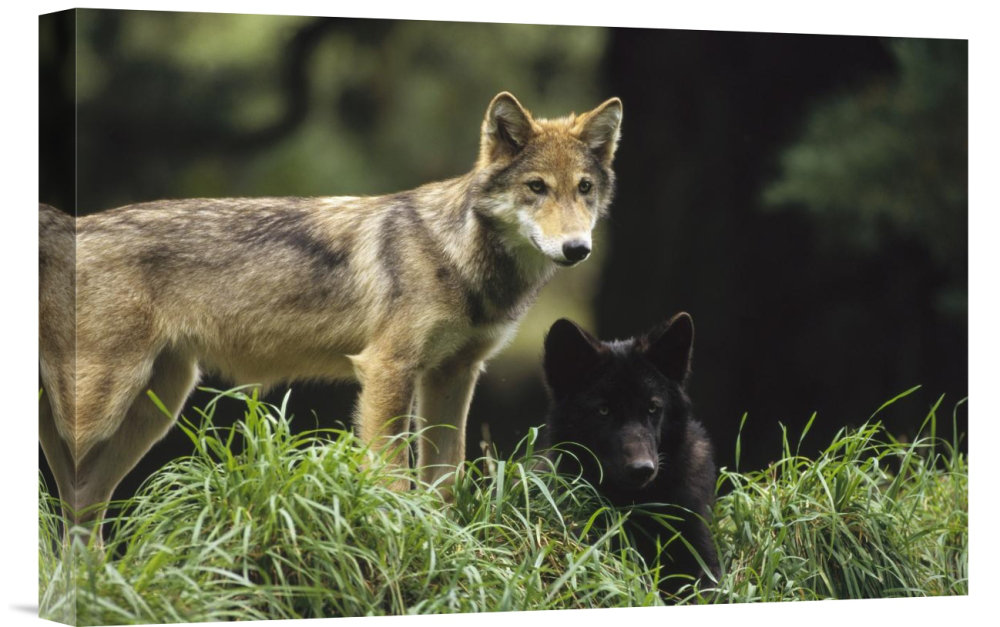 East Urban Home Temperate North America Four Months Old 'Timber Wolf ...