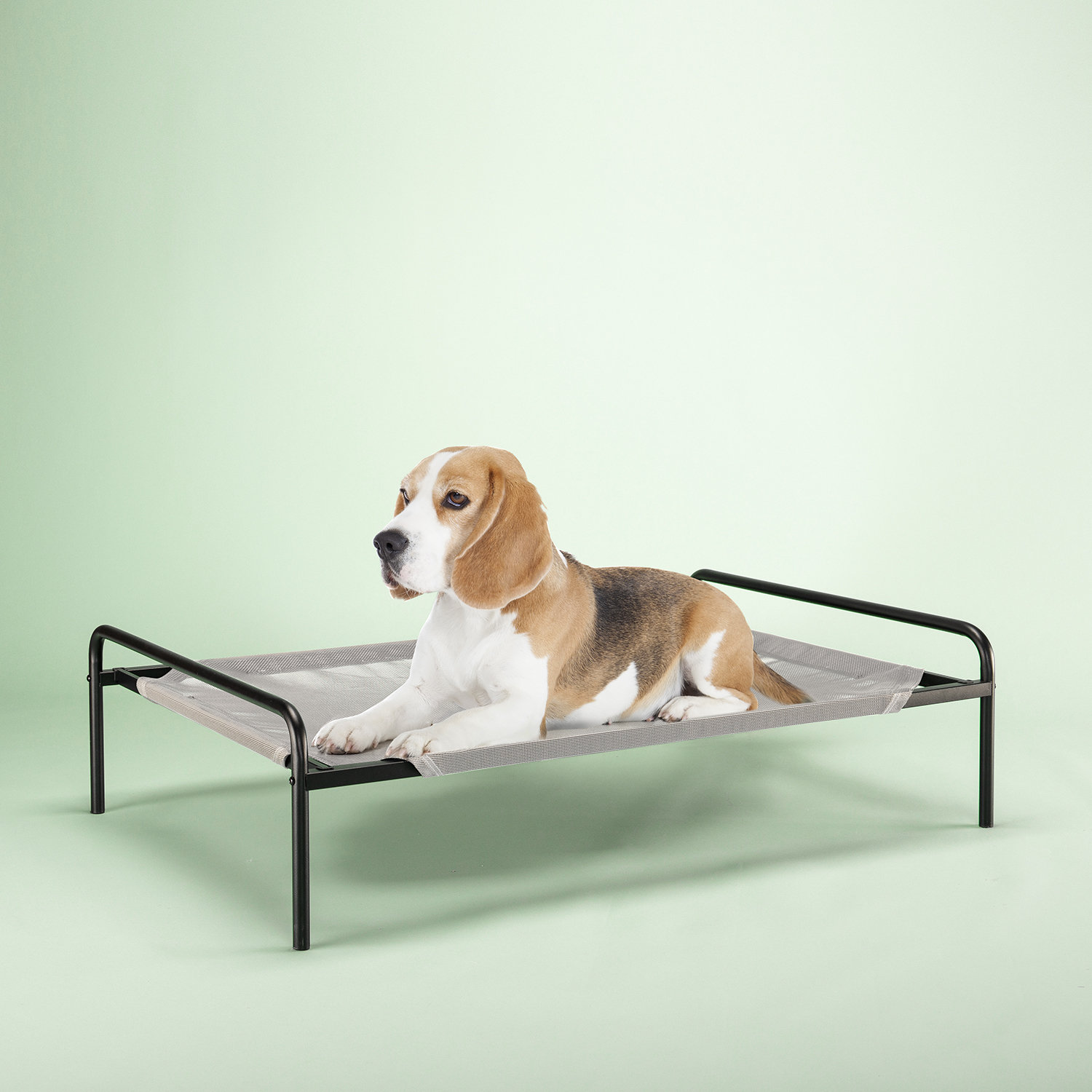 Zinus Elevated Metal Pet Bed Cot & Reviews - Wayfair Canada