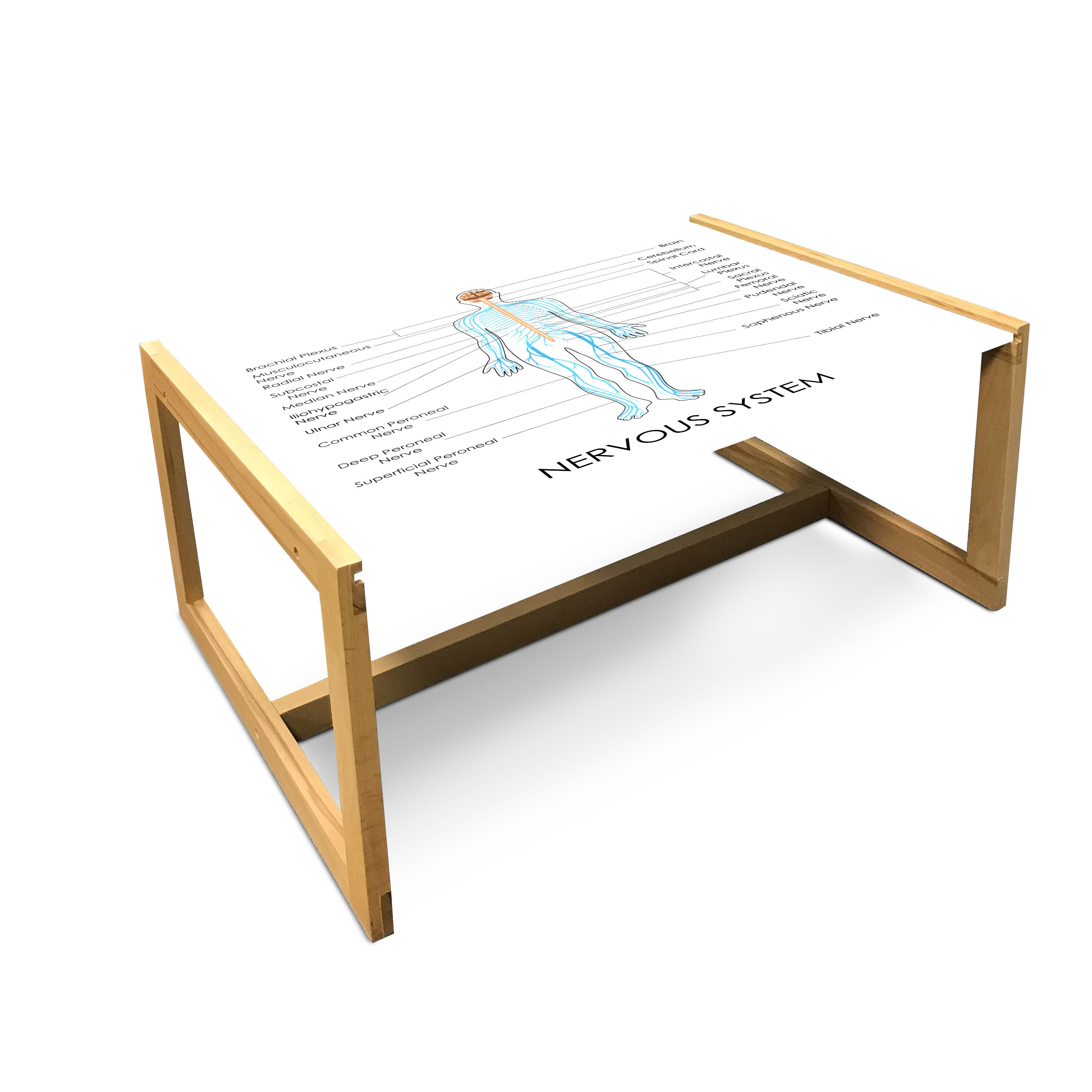 East Urban Home Anatomy Coffee Table, Science Nerve Spinal Human ...