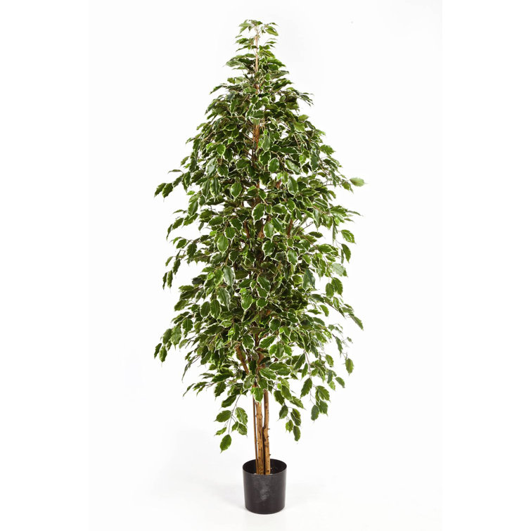 artplants.de Baluno Floor Ficus Tree in Pot | Wayfair.co.uk