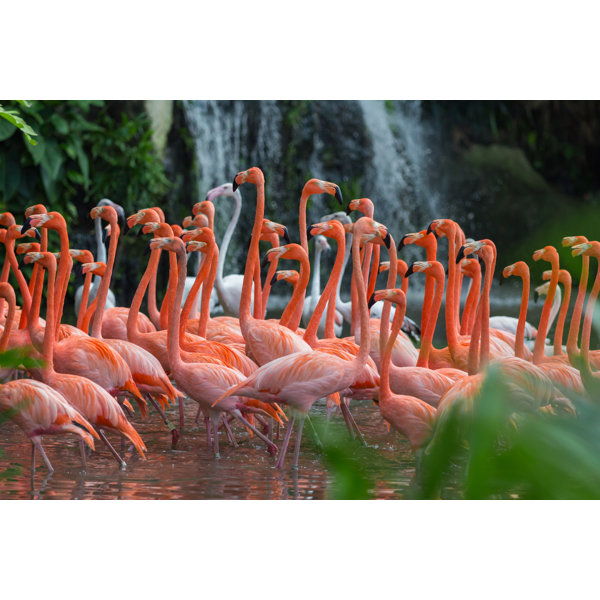 Bay Isle Home Flock Of Flamingos - Wrapped Canvas Photograph | Wayfair