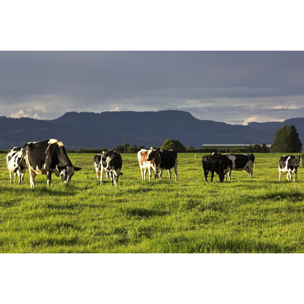 Brambly Cottage Cow Farm In Australia by - Wrapped Canvas Photograph ...
