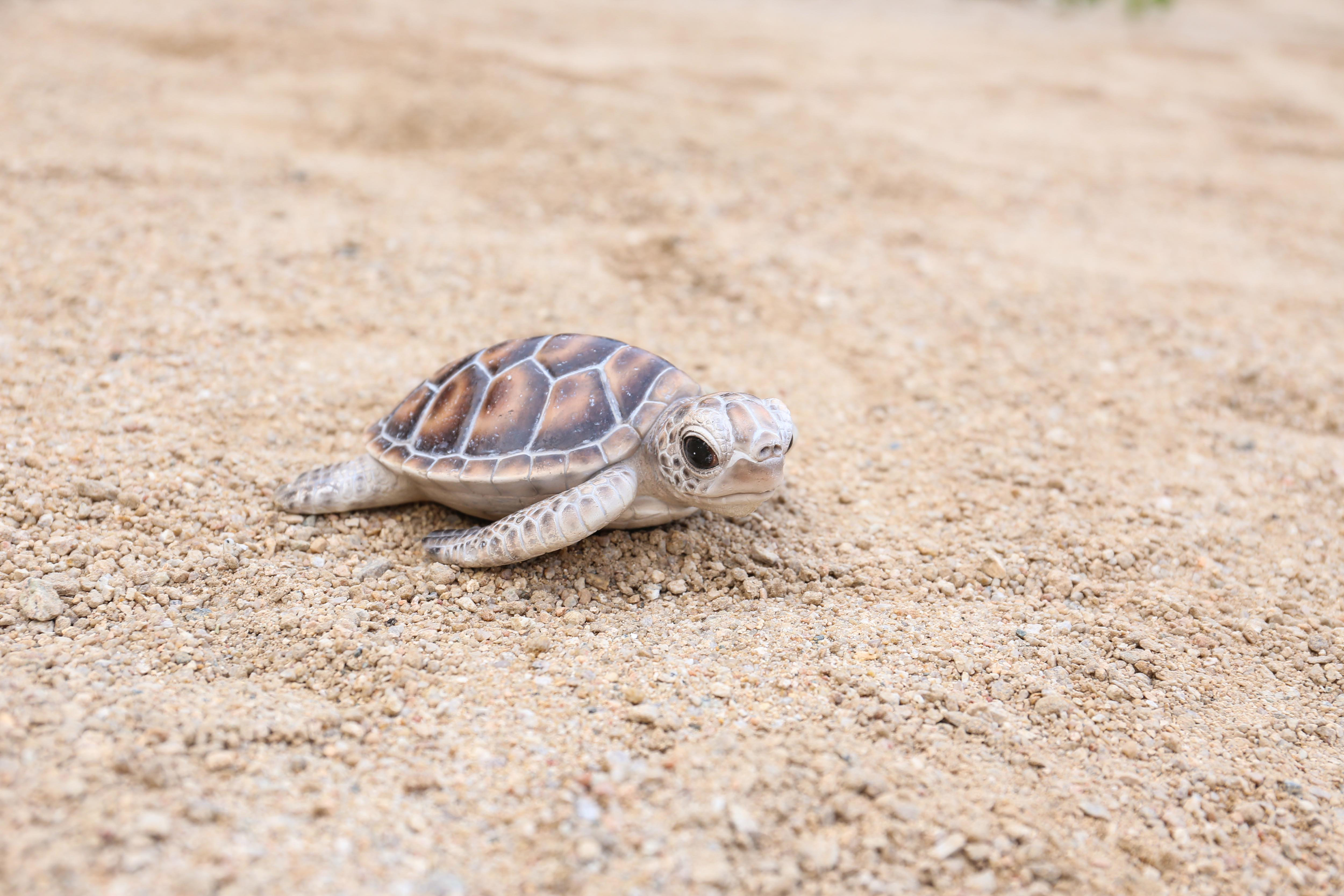 Hi-Line Gift Ltd. SMALL SEA TURTLE & Reviews | Wayfair