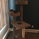 Tucker Murphy Pet™ 61" Telly Cat Condo & Reviews | Wayfair