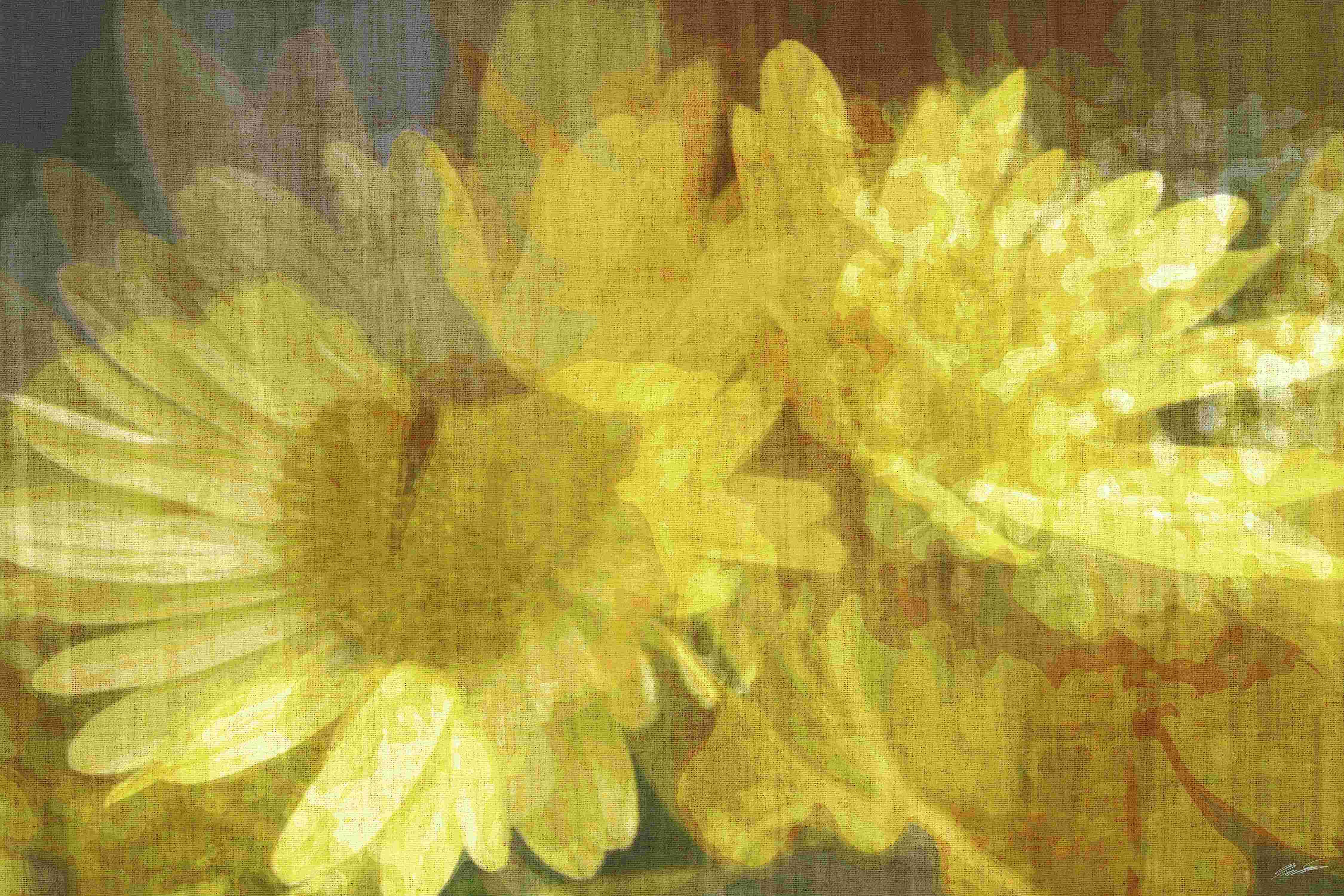 Red Barrel Studio® Daisy Daisy II On Canvas by John Butler Print | Wayfair