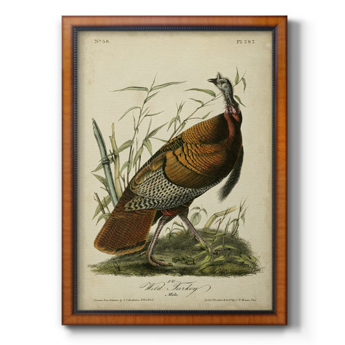 The Holiday Aisle® Audubon Wild Turkey - Picture Frame Painting on ...