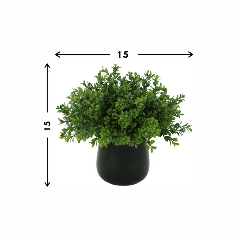 Creative Displays, Inc. Boxwood Arrangement In A Glass Vase | Perigold