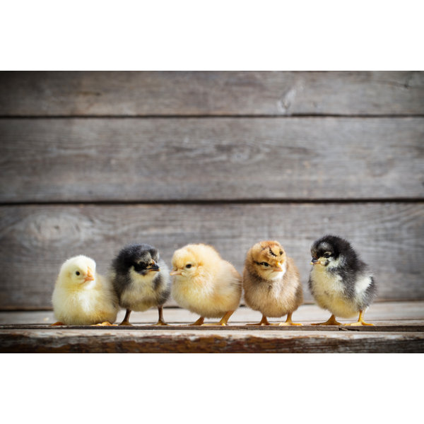 Gracie Oaks Little Kid Chick - Wrapped Canvas Photograph | Wayfair