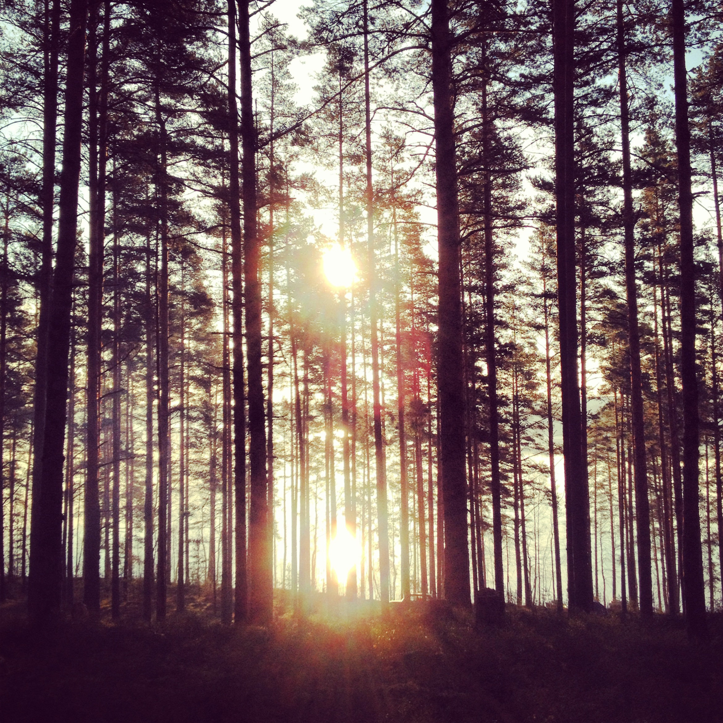 Millwood Pines Sun Reflecting - Wrapped Canvas Photograph | Wayfair