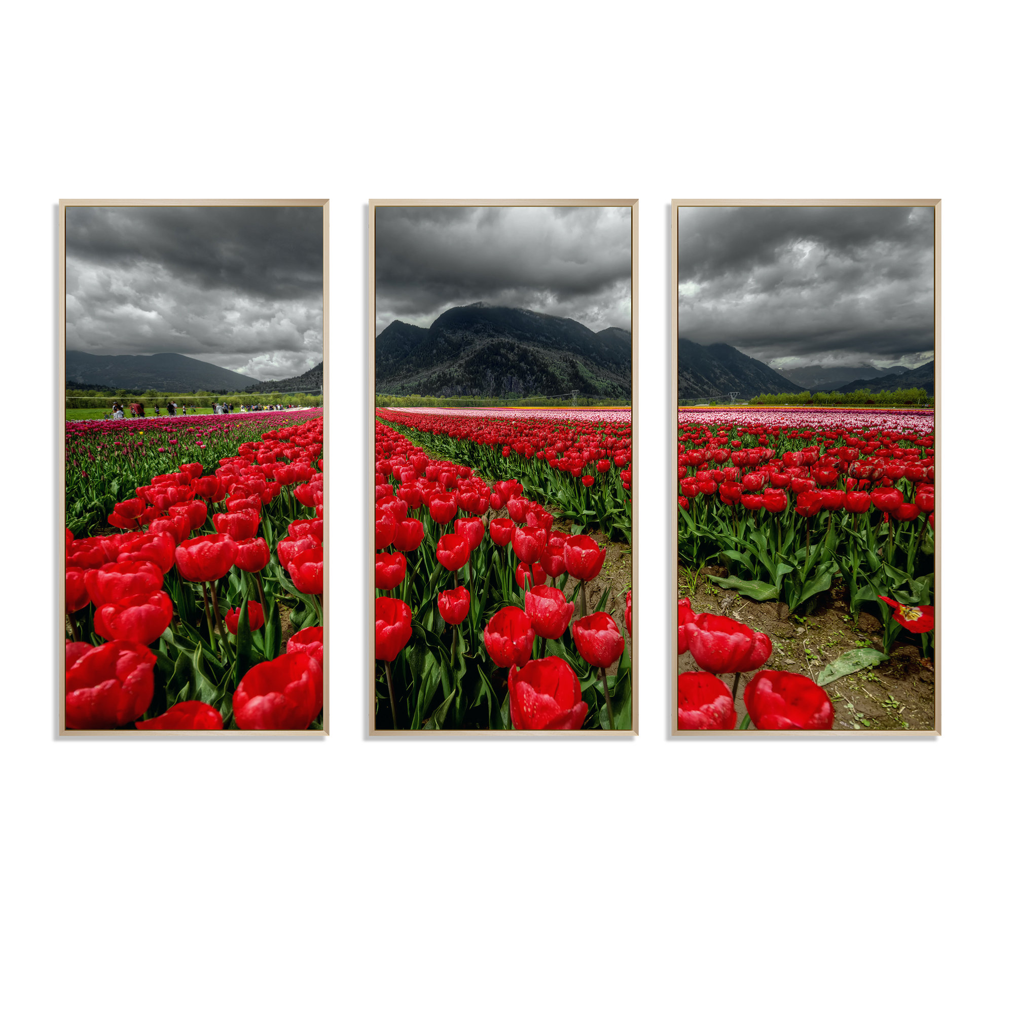 Ebern Designs Rows Of Bright Ruby Red Tulips Rows Of Bright Ruby Red ...