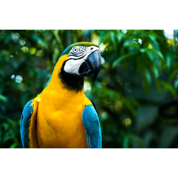 Bay Isle Home Blue And Yellow Macaw Tropical Bird, Brazilian Rainforest ...