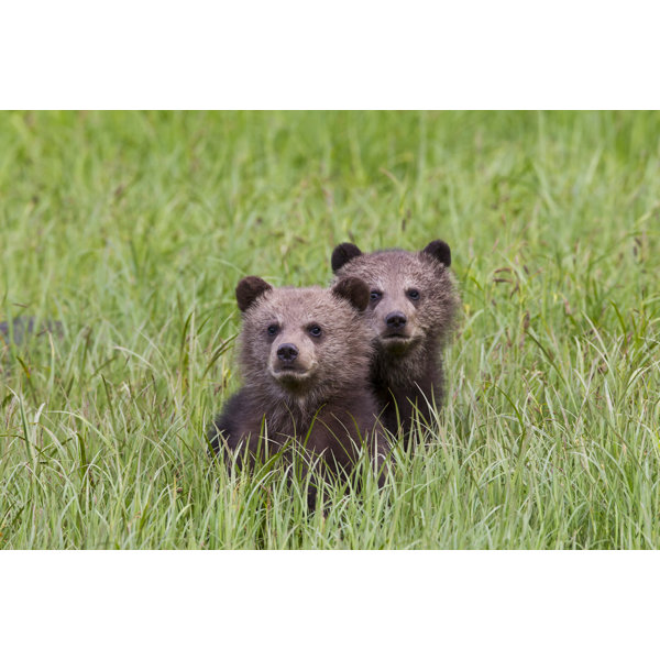 Millwood Pines Grizzly Cubs In Grass by - Wrapped Canvas Photograph ...