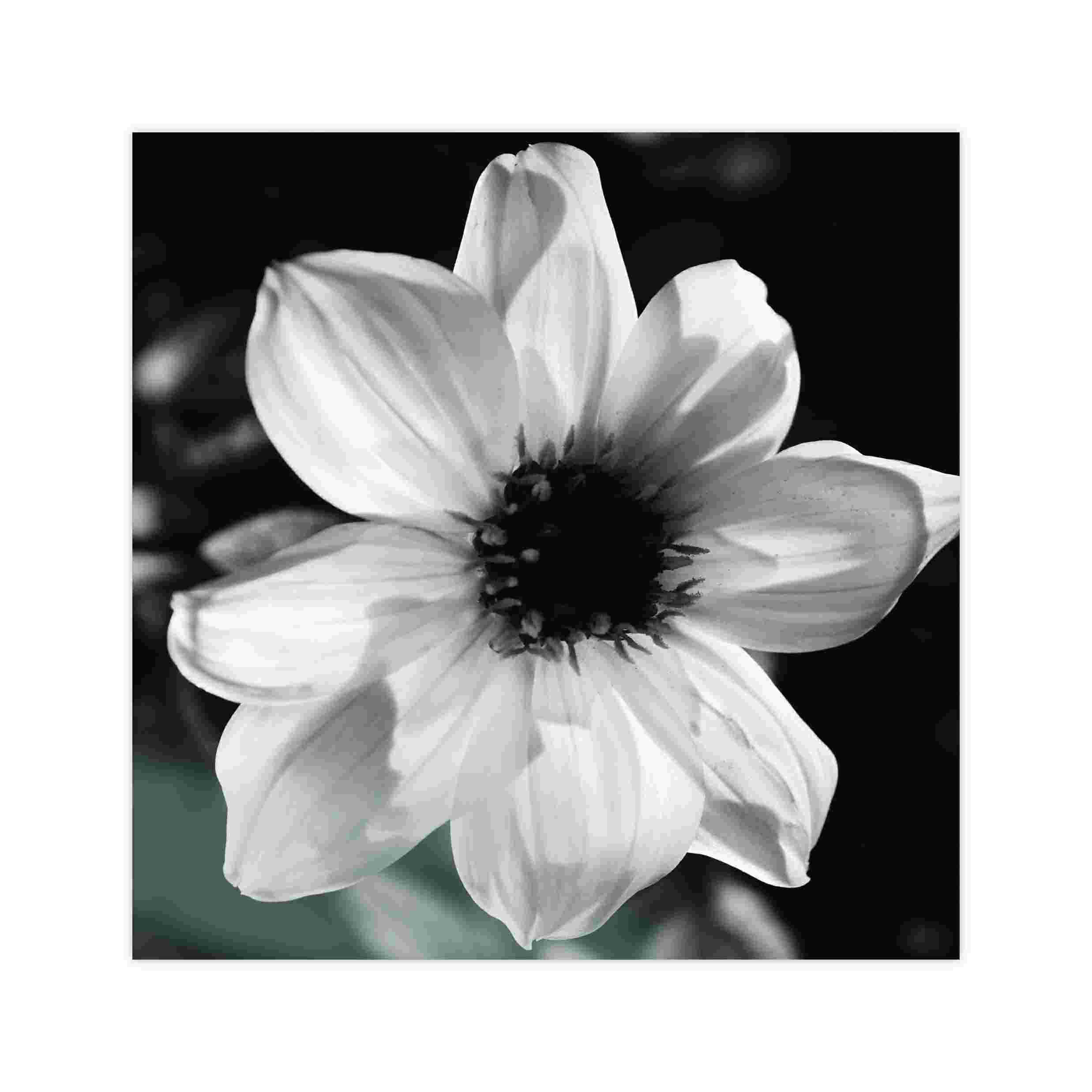 Ebern Designs Pretty Black White Offset 2 - Wrapped Canvas Photograph ...