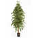 artplants.de Baluno Floor Ficus Tree in Pot | Wayfair.co.uk