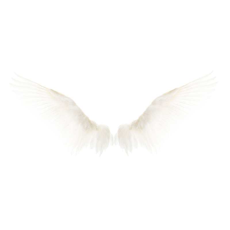 Ebern Designs White Wings On Canvas Print & Reviews | Wayfair