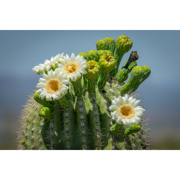 Dakota Fields Mavis Saguaro Cactus Flowers by - Wrapped Canvas ...