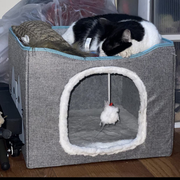 Tucker Murphy Pet™ Chabak Square Cat Bed | Wayfair
