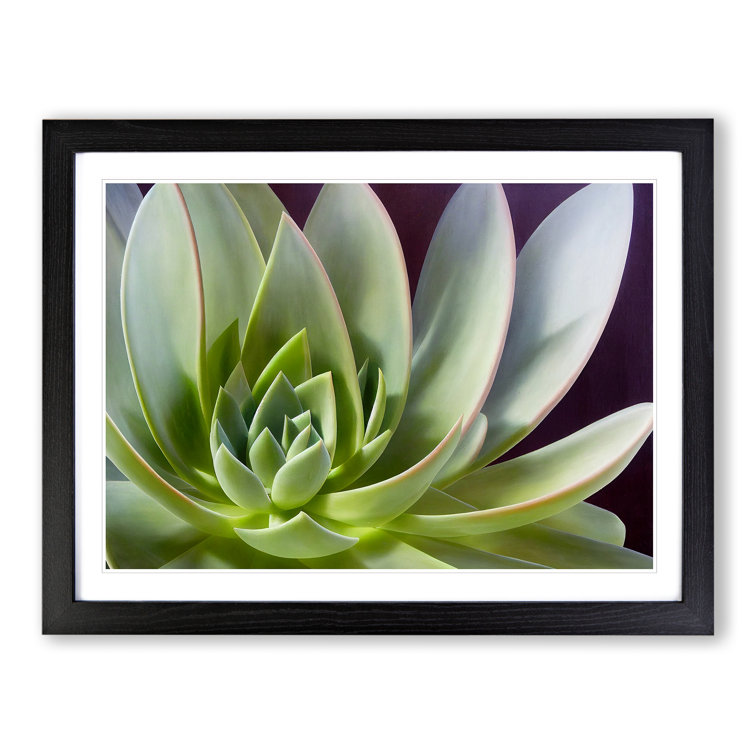 World Menagerie Interesting Succulent Plant - Picture Frame Photograph ...