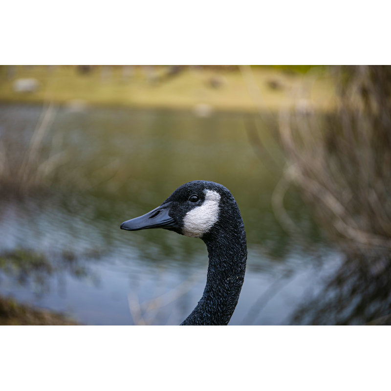 Hi-Line Gift Ltd. Standing Canada Goose Statue | Wayfair