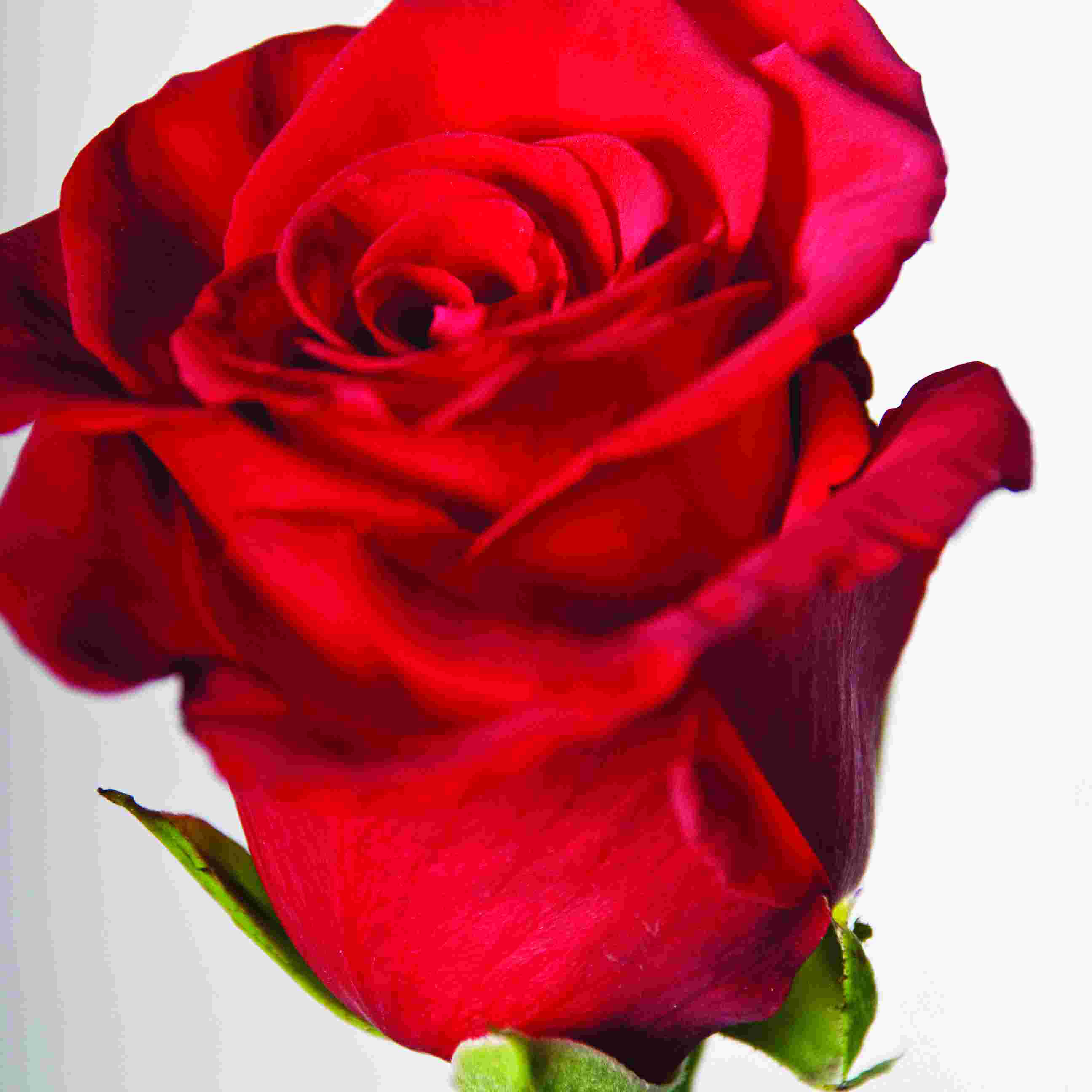 Ebern Designs Single Rose - Wrapped Canvas Print | Wayfair