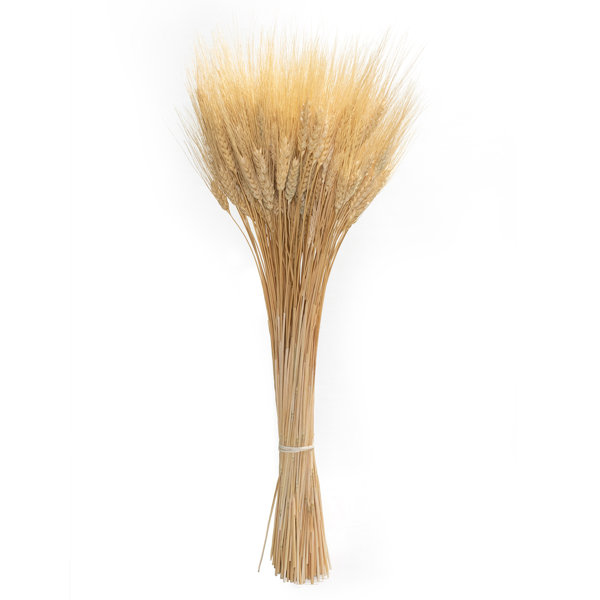 Wheatplumes | Wayfair
