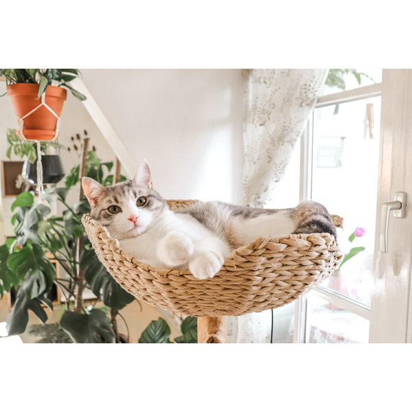 Archie & Oscar™ 43" Lina Cat Tree & Reviews | Wayfair