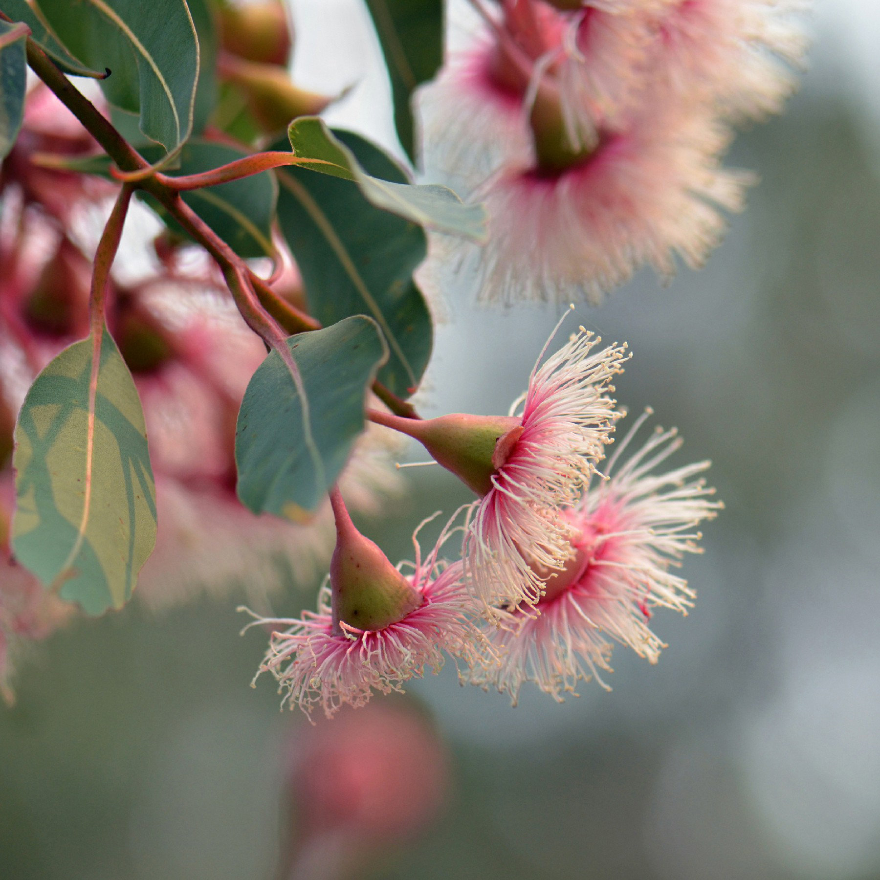 Ebern Designs Native Gum Tree Blossoms On Canvas by Karenhblack ...