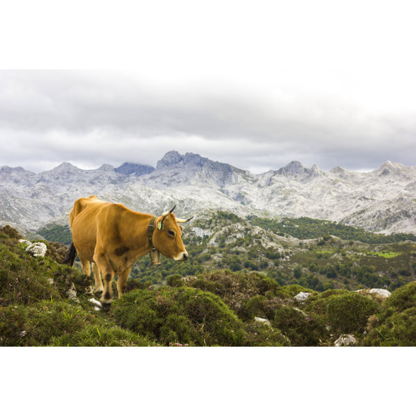 Alpen Home Spanish Cow (Asturian Mountain Cattle) In The Picos De ...