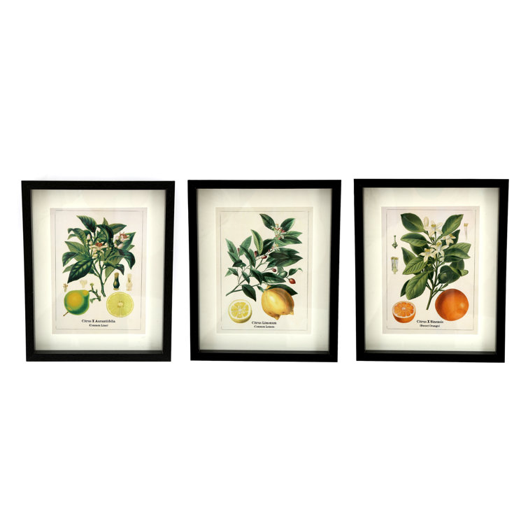 Brambly Cottage Three Citrus - 3 Piece Picture Frame Minimalistic Set ...