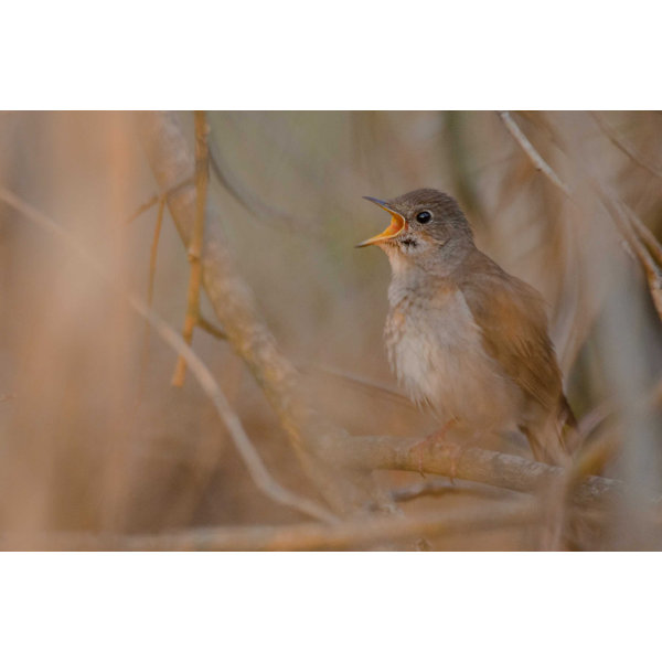 Ebern Designs Nightingale Singing by - Wrapped Canvas Photograph | Wayfair