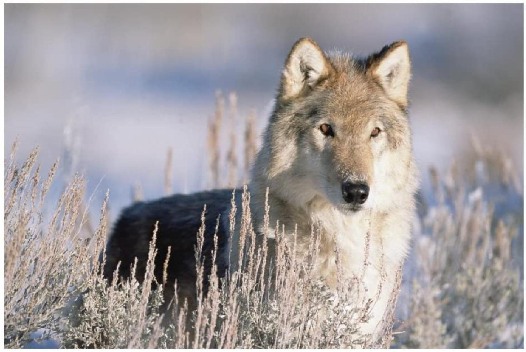 Millwood Pines Timber Wolf Portrait North America Unframed Giclee ...