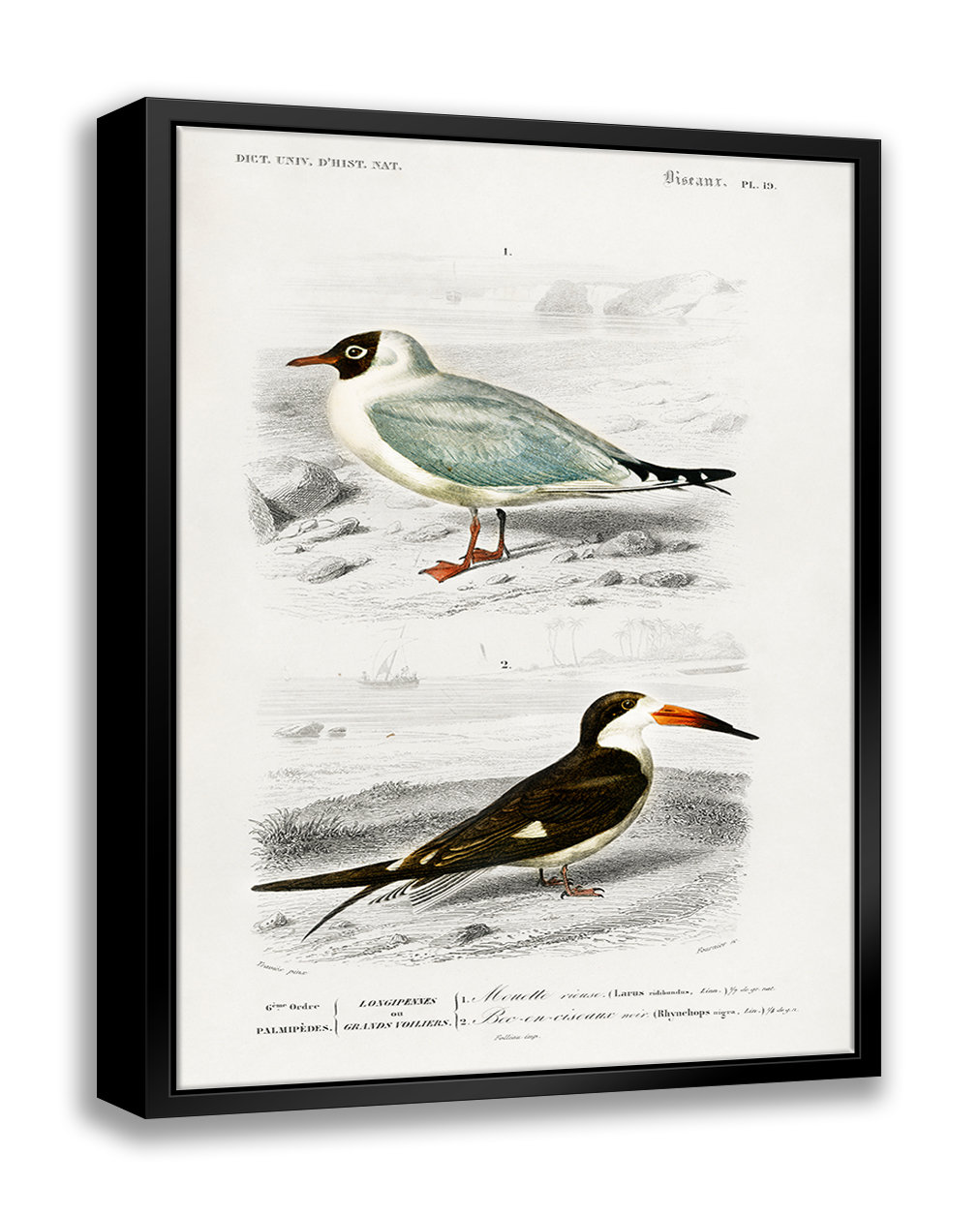 ATX Art Group LLC Natural History - Different Types Of Birds 12 by ...