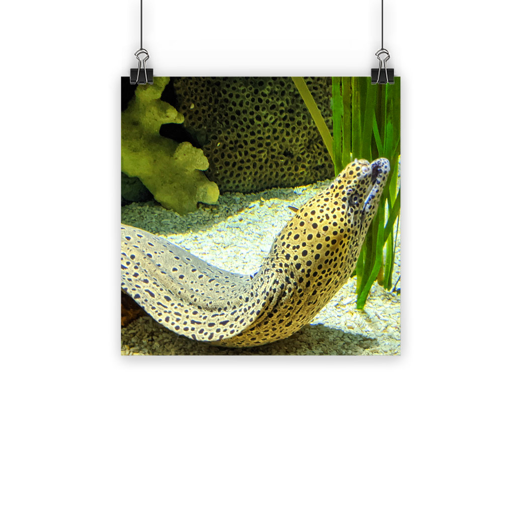 Highland Dunes Yellow Eel - Unframed Photograph | Wayfair