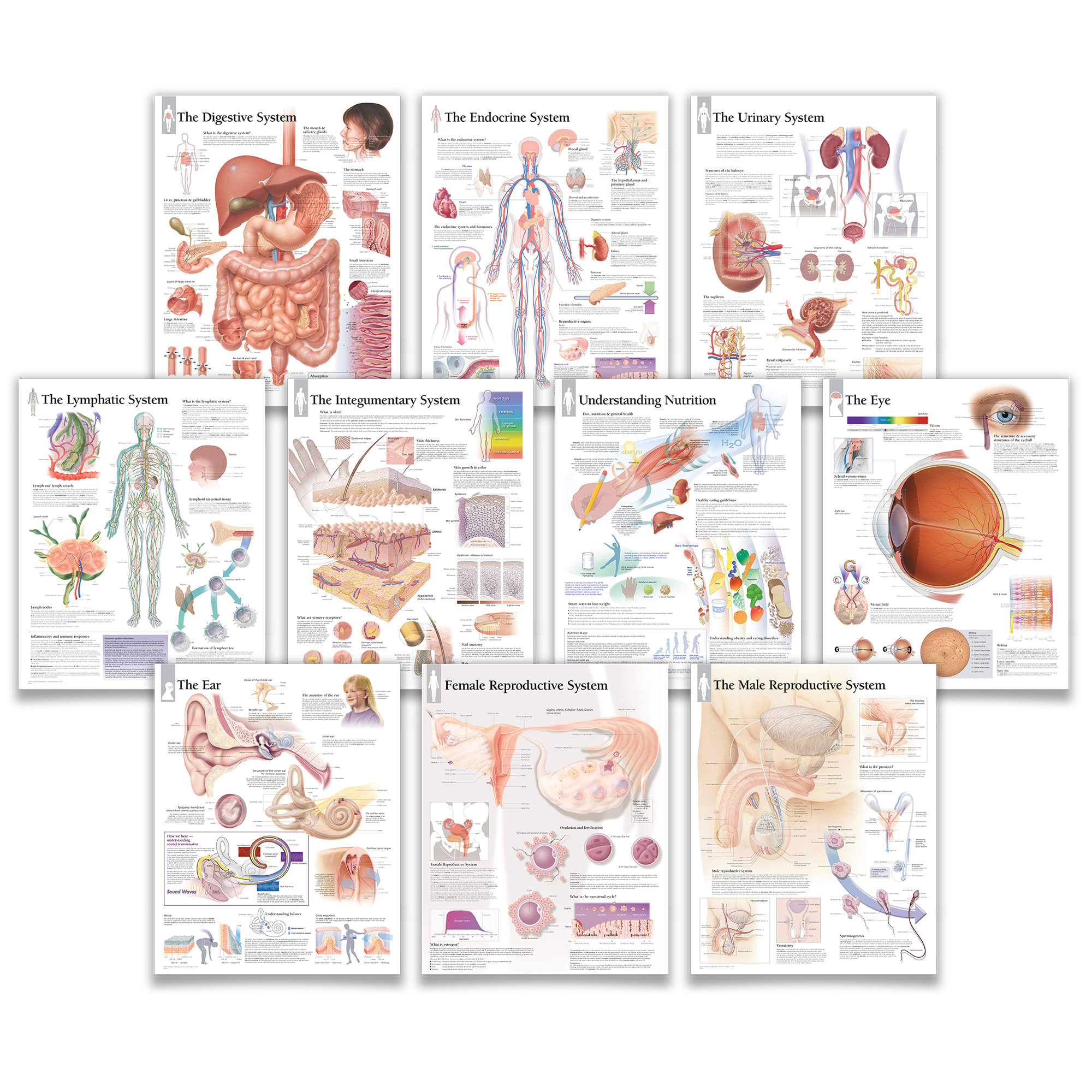 Trinx Educational Art Digestive, Endocrine, Urinary, Lymphatic ...