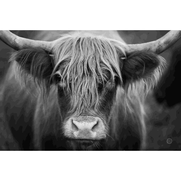 Foundry Select Cow Nose BW by Nathan Larson - Wrapped Canvas Photograph ...