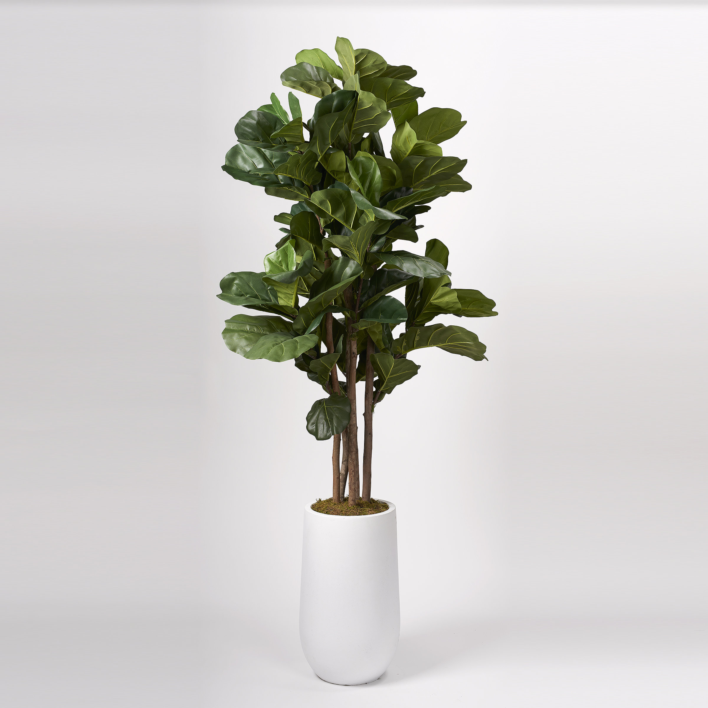 Primrue 6.5' Brazilian Fiddle Leaf Fig Tree In Tall Round Planter | Wayfair